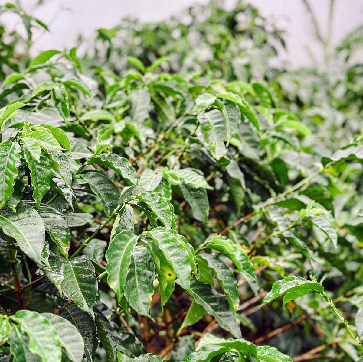 Sustainability and Resilience in Costa Rican Coffee – Ruby Coffee Roasters