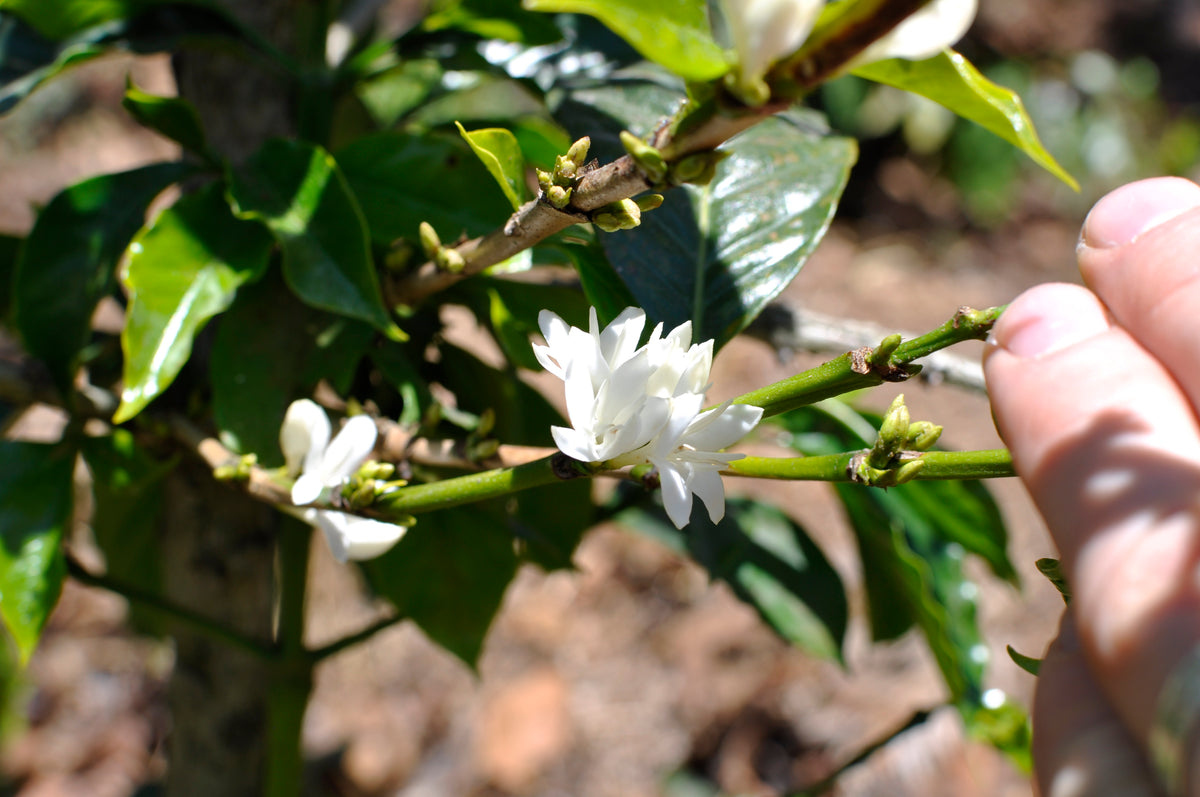 Newsletter: A New Tomorrow – Ruby Coffee Roasters