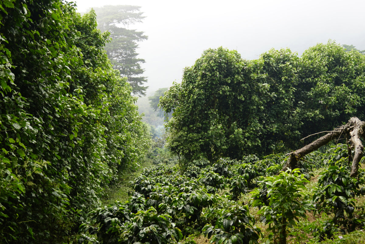 Newsletter: In Pursuit of Partnership – Ruby Coffee Roasters